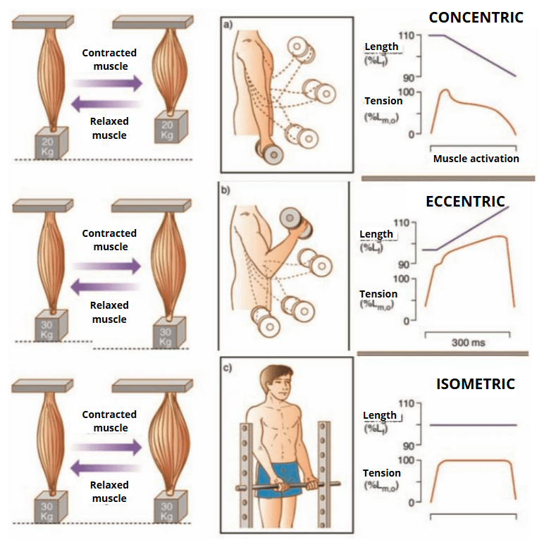 PHYSIOLOGY OF SKELETAL MUSCLE (PART 4): TYPES OF MUSCLE CONTRACTION ...